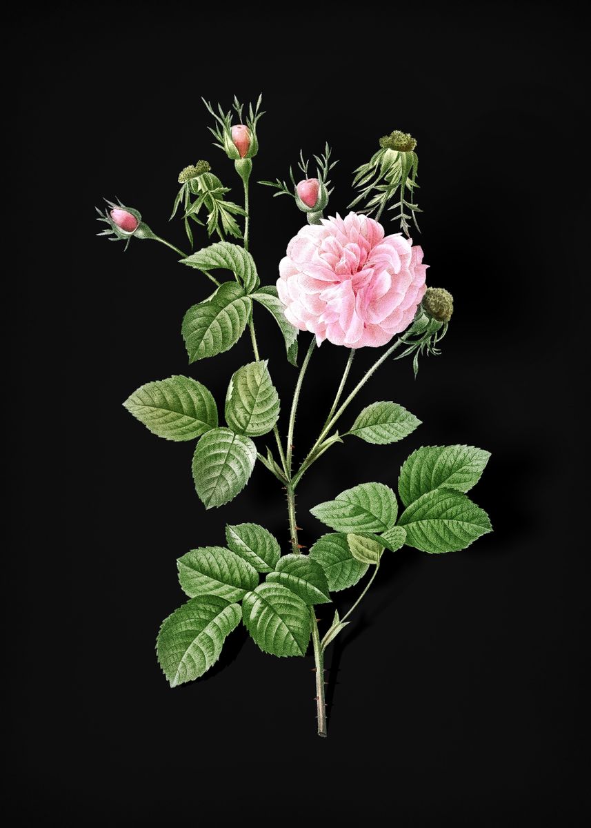 'Blooming Pink Agatha Rose' Poster, picture, metal print, paint by Holy ...