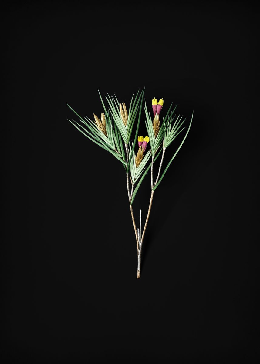 'Vintage Witsenia Maura' Poster by Holy Rock Design | Displate