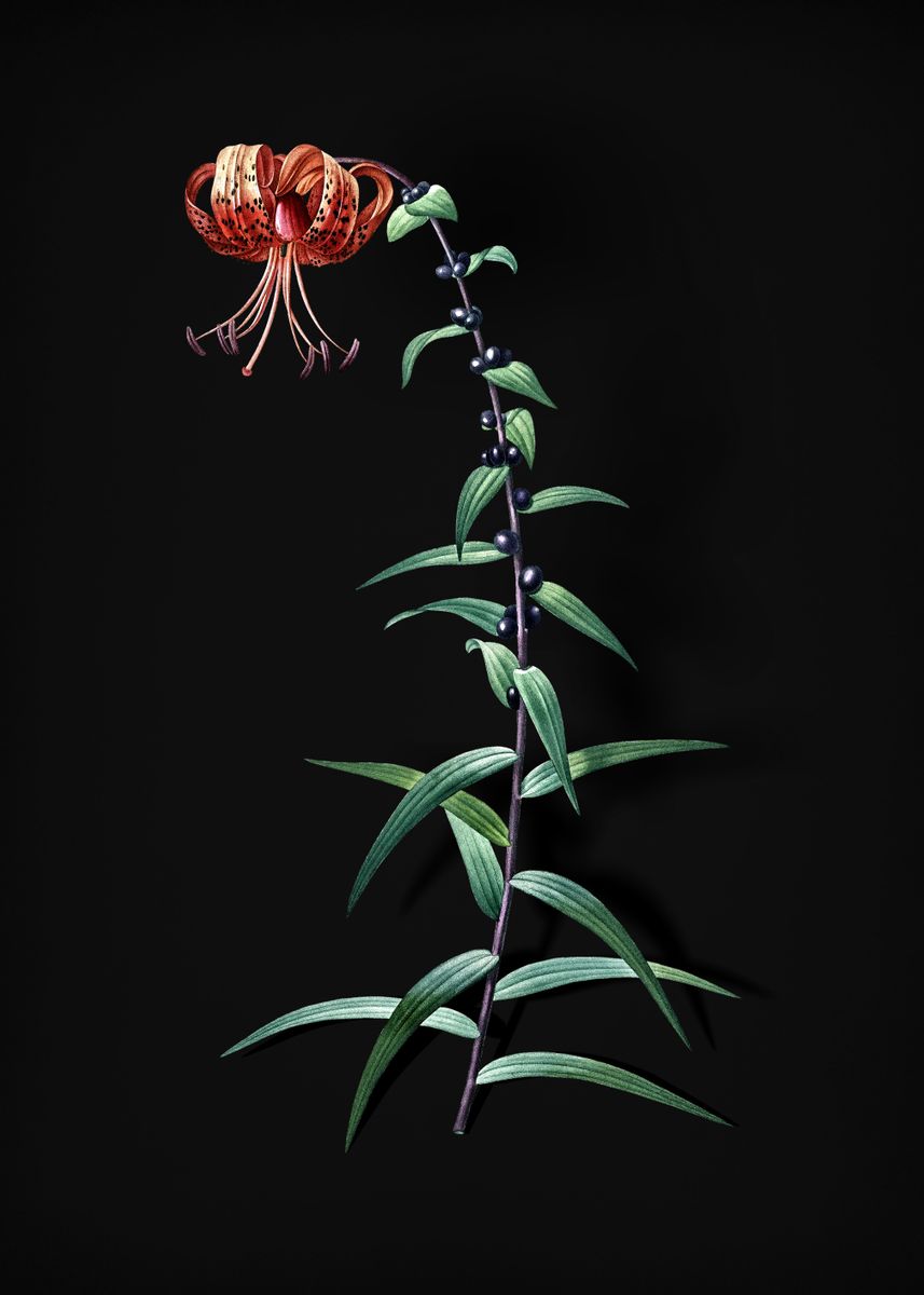 'Vintage Tiger Lily' Poster, picture, metal print, paint by Holy Rock ...