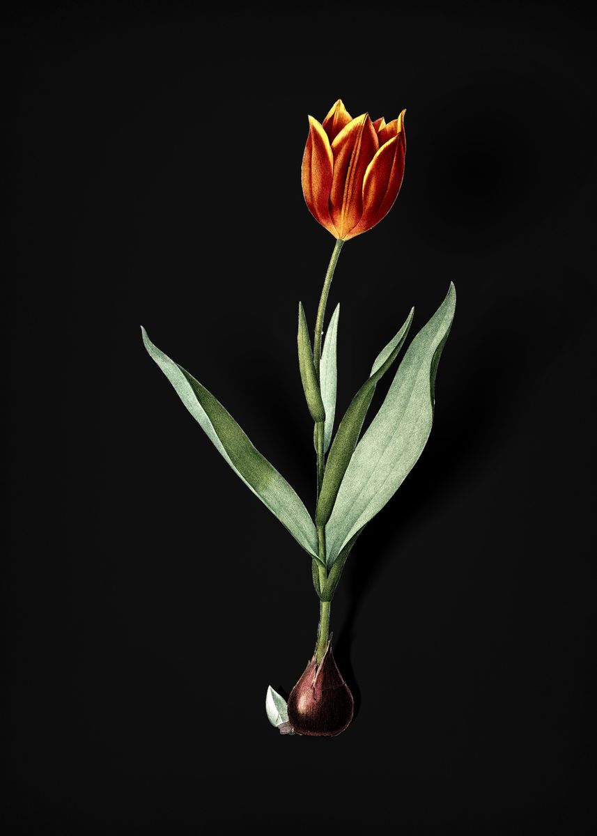 'Vintage Tulip' Poster by Holy Rock Design | Displate