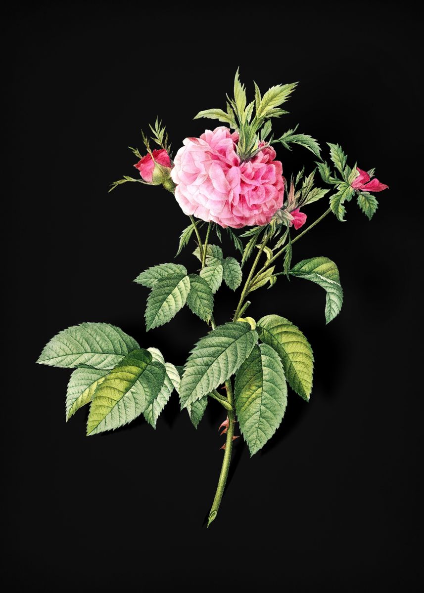 'Pink Agatha Rose' Poster, picture, metal print, paint by Holy Rock ...