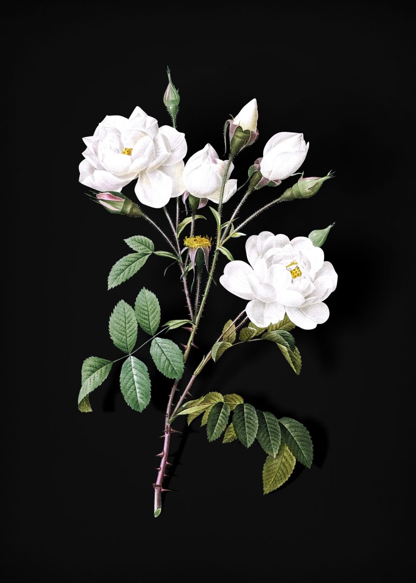 'Vintage White Rose' Poster, picture, metal print, paint by Holy Rock ...