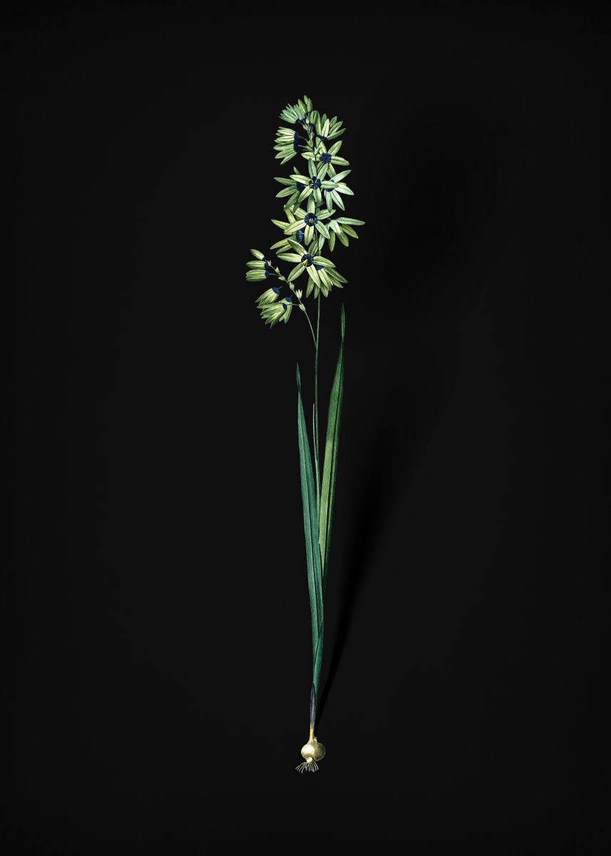 'Vintage Turquoise Ixia' Poster by Holy Rock Design | Displate