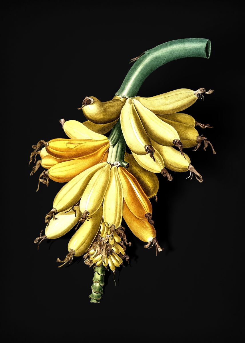 'Vintage Banana' Poster by Holy Rock Design | Displate