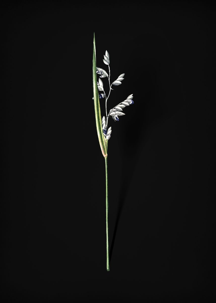 'Powdery Alligator Flag' Poster, picture, metal print, paint by Holy ...