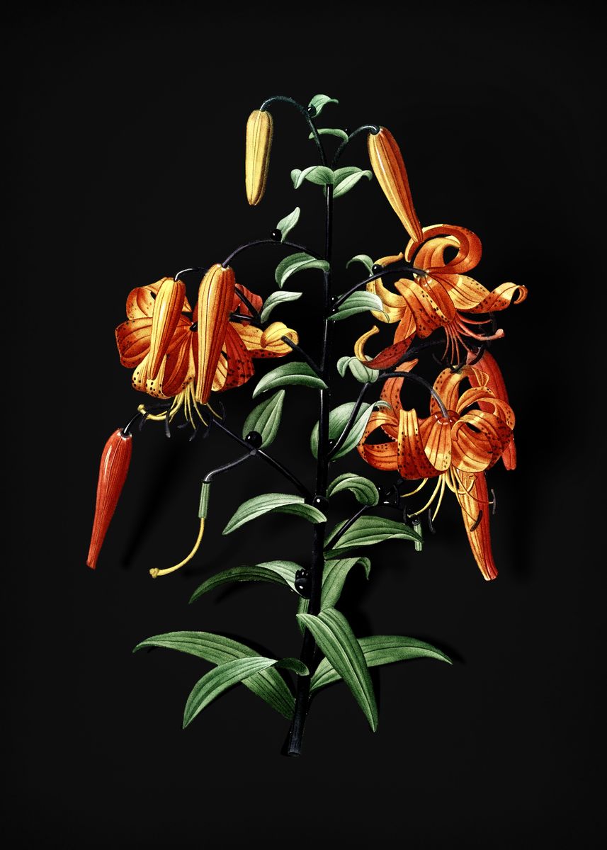 'Vintage Tiger Lily' Poster, picture, metal print, paint by Holy Rock ...