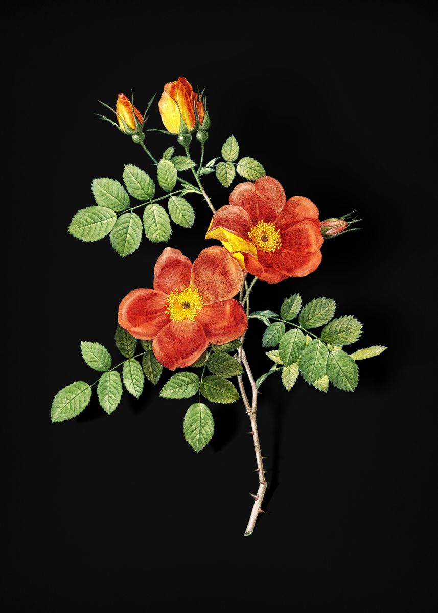 'Austrian Briar Rose' Poster by Holy Rock Design | Displate