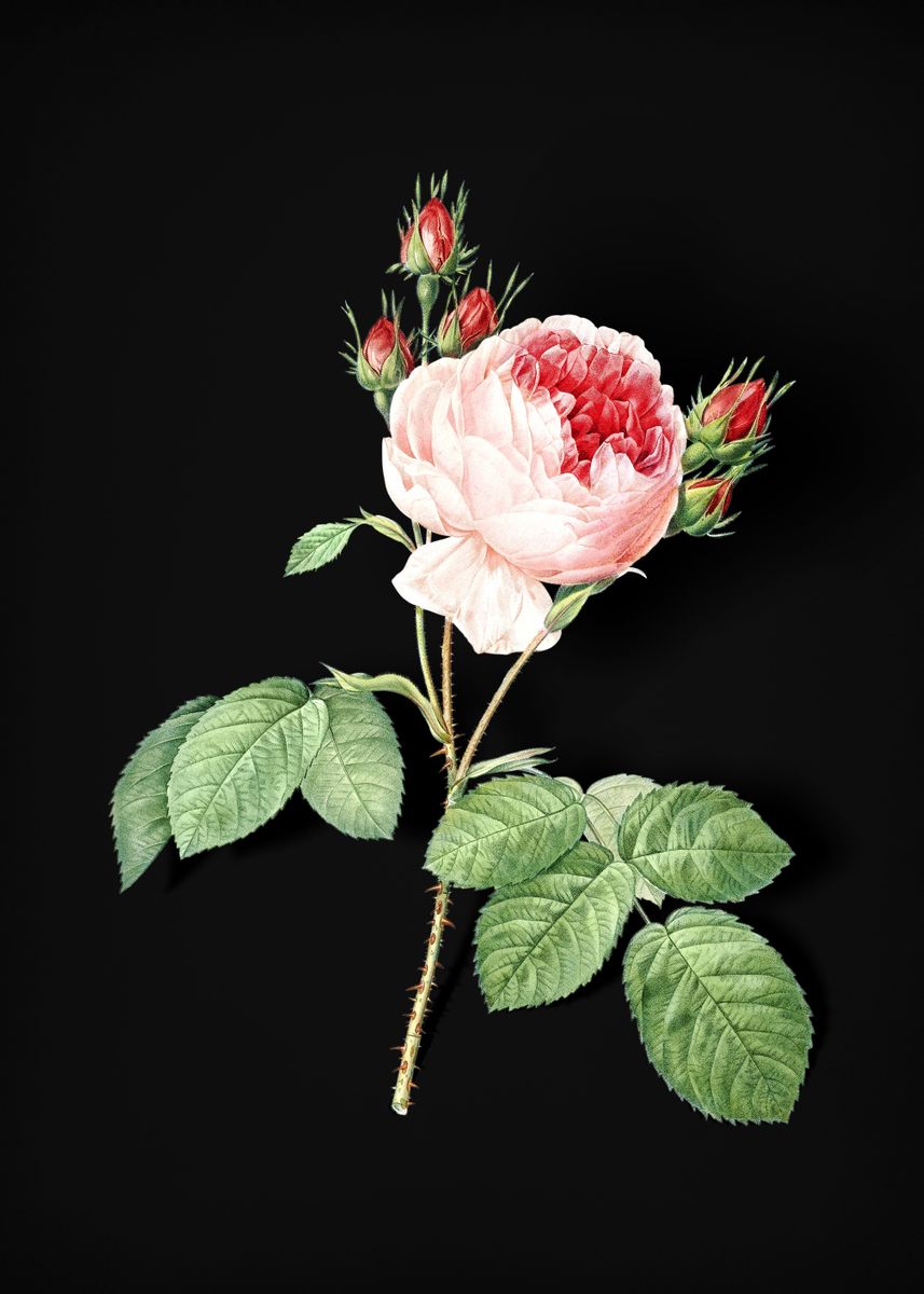 'Pink Cabbage Rose' Poster by Holy Rock Design | Displate