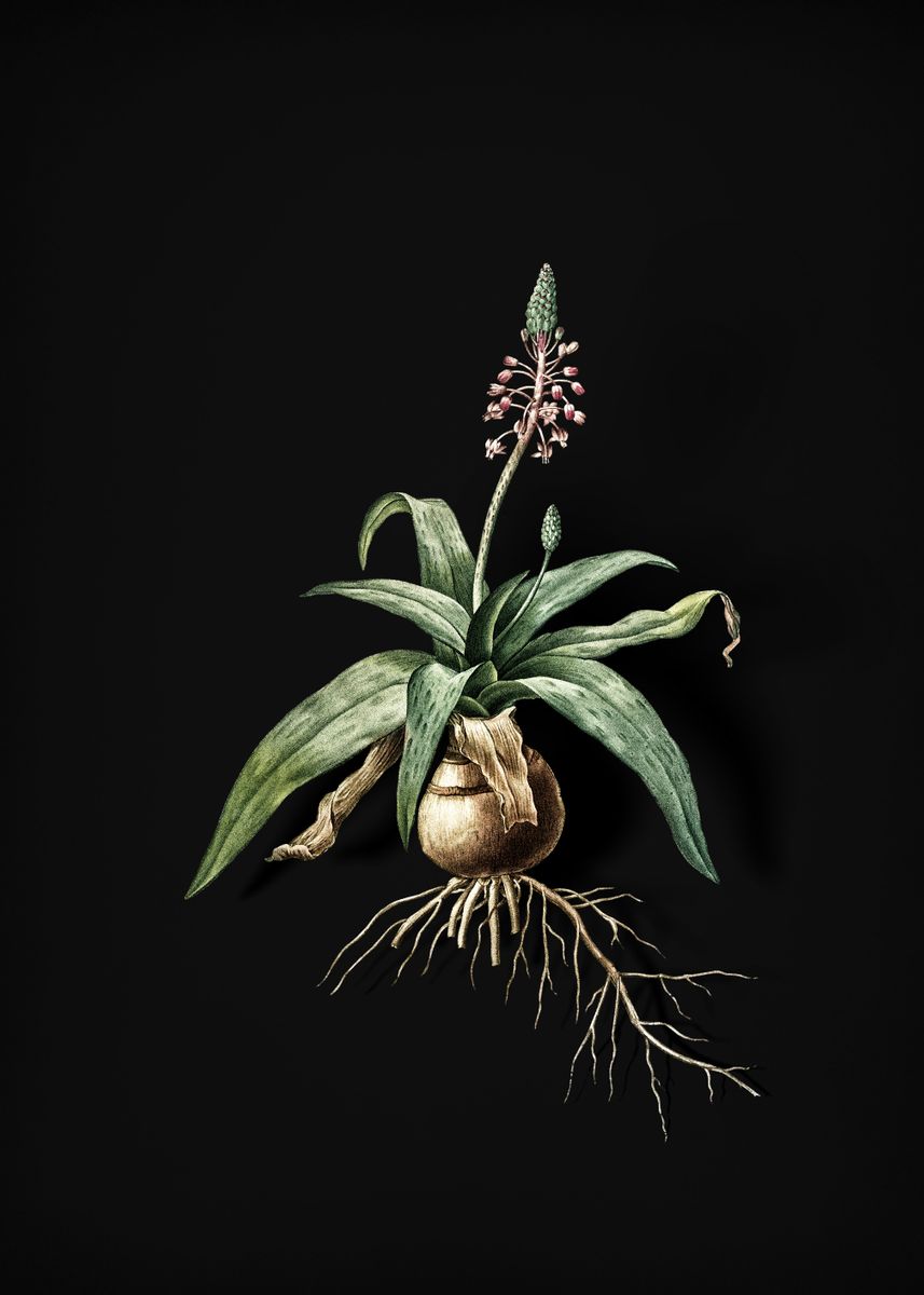 'Lachenalia Lanceaefolia' Poster, picture, metal print, paint by Holy ...