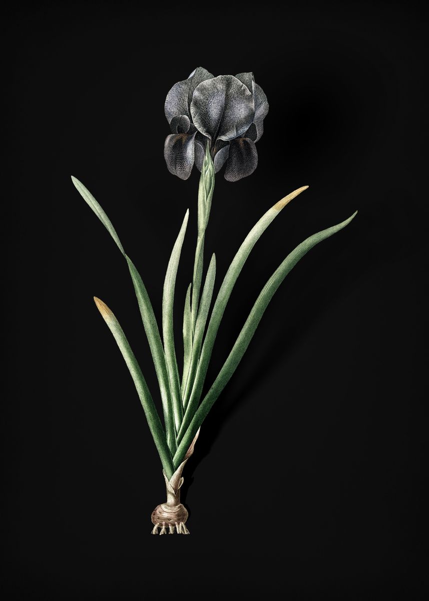 'Mourning Iris' Poster, picture, metal print, paint by Holy Rock Design ...