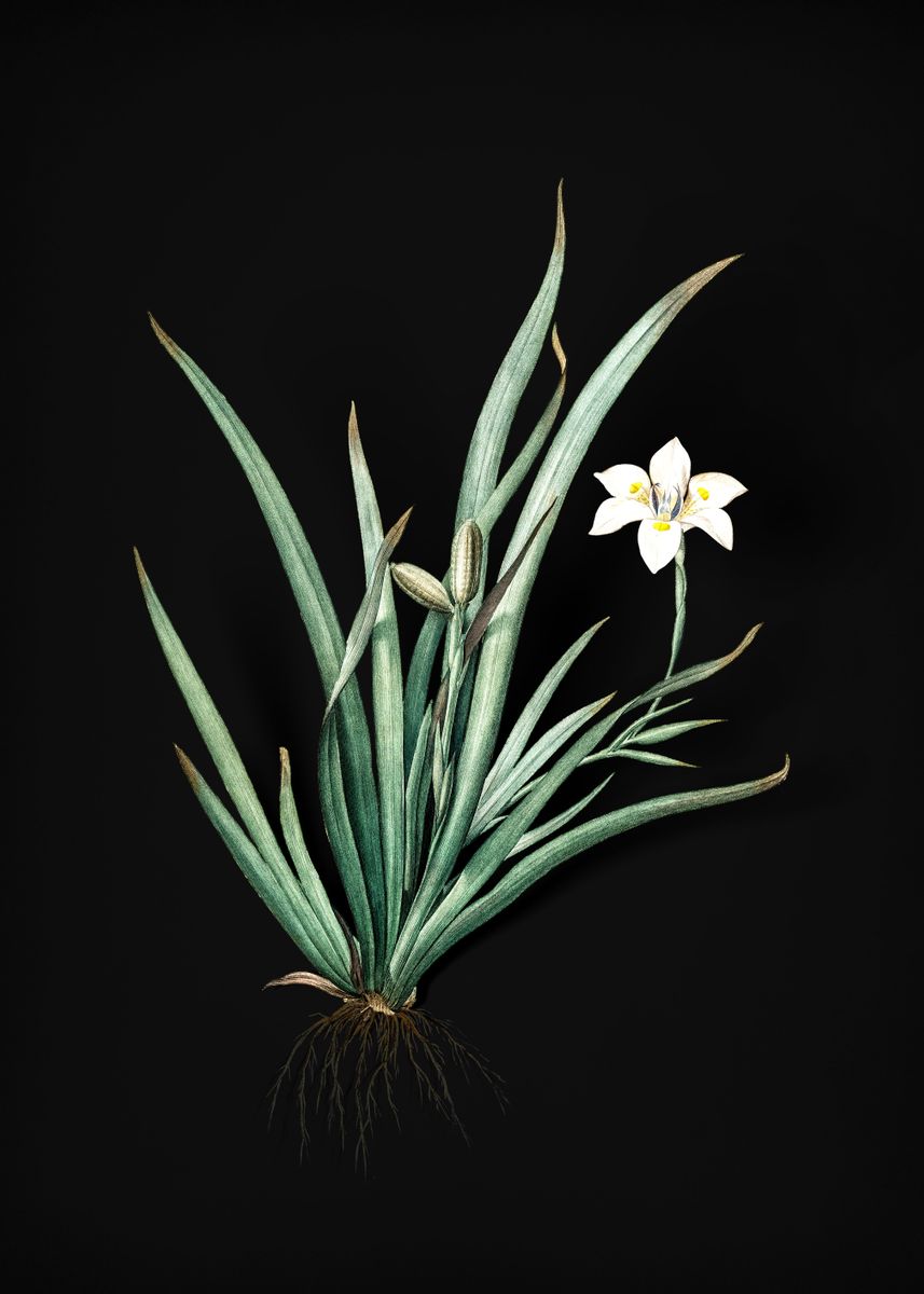 'Vintage Fortnight Lily' Poster by Holy Rock Design | Displate