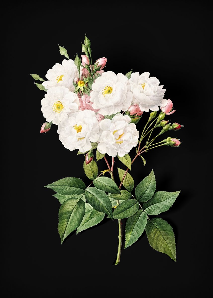 'Noisette Roses' Poster by Holy Rock Design | Displate