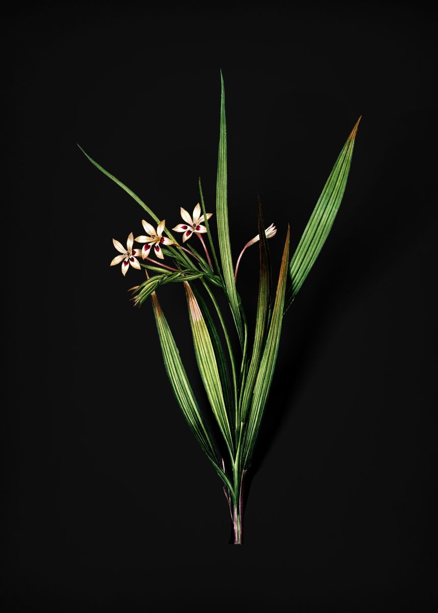 'White Baboon Root' Poster by Holy Rock Design | Displate