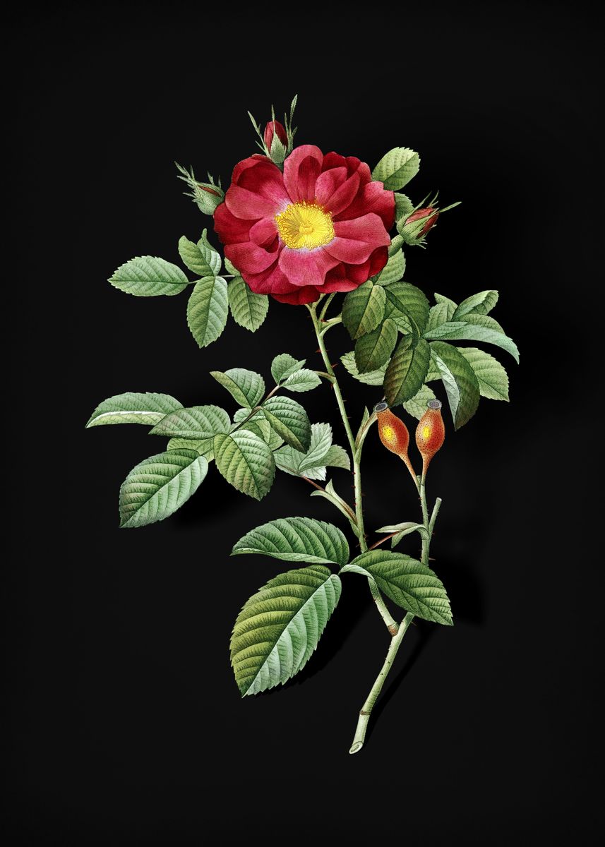 'Blooming Red Portland Rose' Poster by Holy Rock Design | Displate