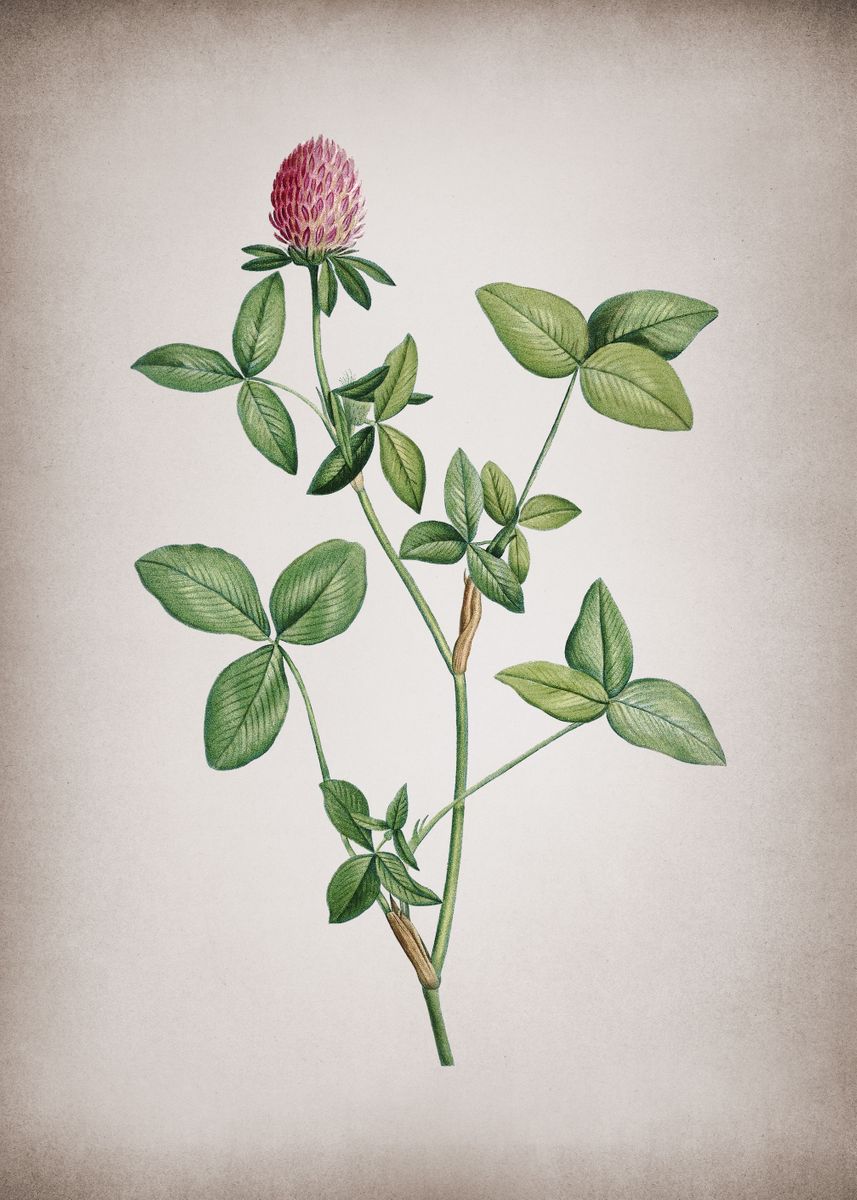 'Blooming Pink Clover' Poster, picture, metal print, paint by Holy Rock ...