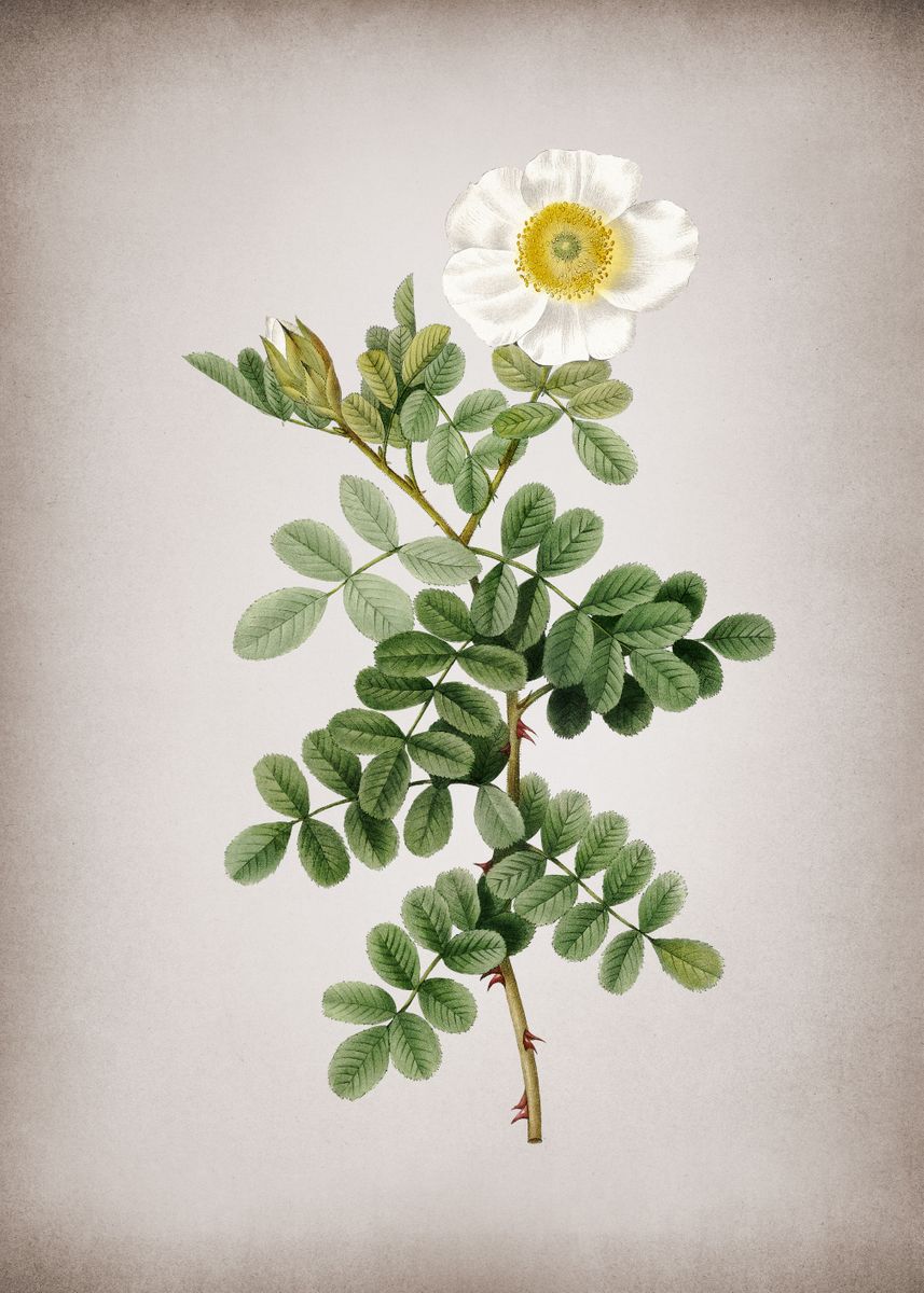 'Blooming Macartney Rose' Poster by Holy Rock Design | Displate