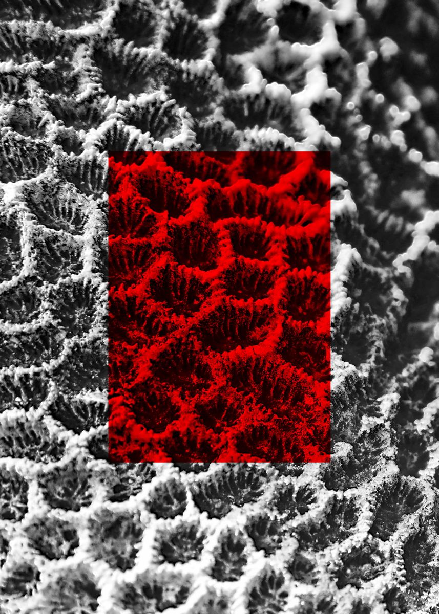 'Red Macros of Nedunteevu' Poster, picture, metal print, paint by ...