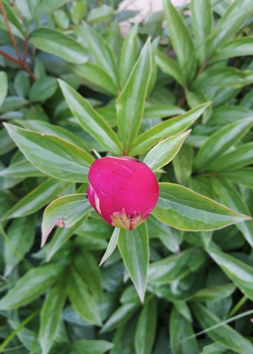 'Peony sprout' Poster, picture, metal print, paint by Edy Art Space ...