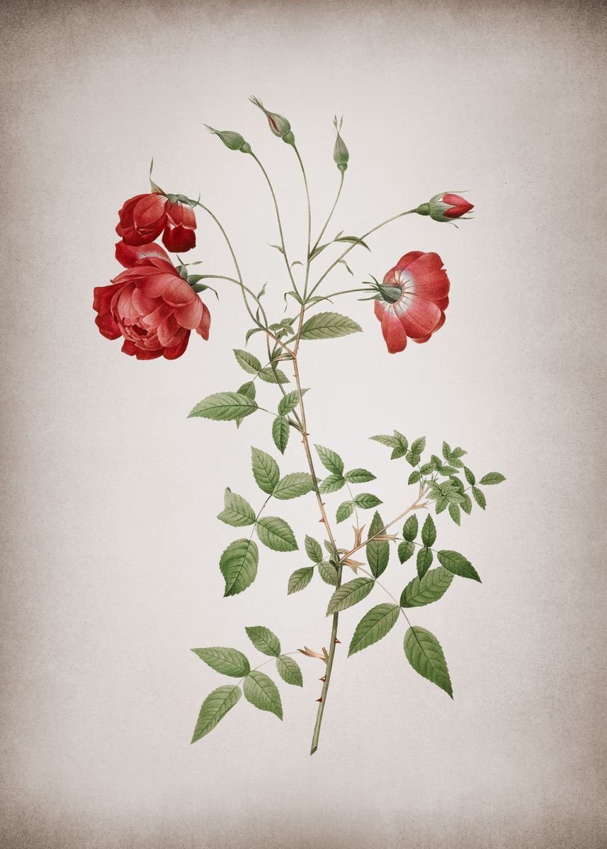 'Blooming Red Rose' Poster by Holy Rock Design | Displate