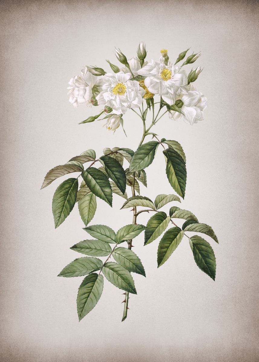 'Blooming Musk Rose' Poster by Holy Rock Design | Displate