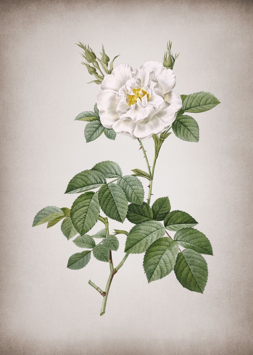 'Blooming White Rose' Poster, picture, metal print, paint by Holy Rock ...