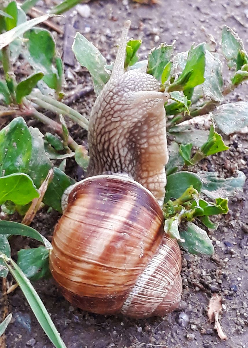 'Snail lunch' Poster by Edy Art Space | Displate