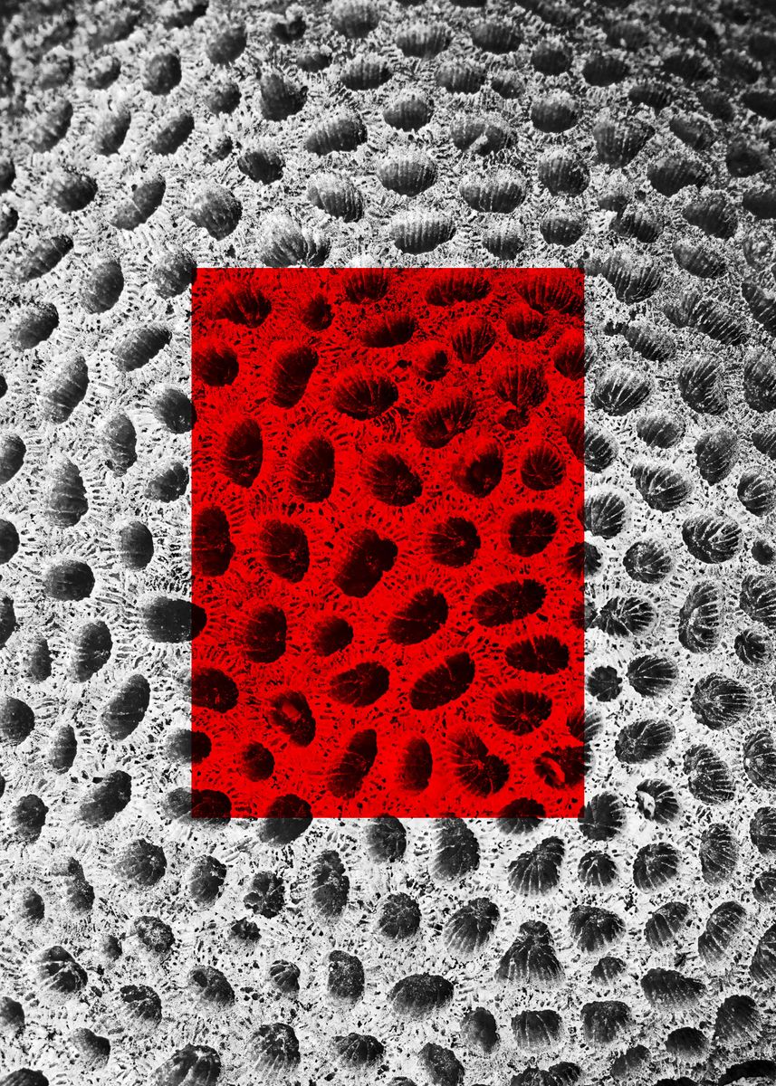 'Red Macros of Nedunteevu' Poster, picture, metal print, paint by ...