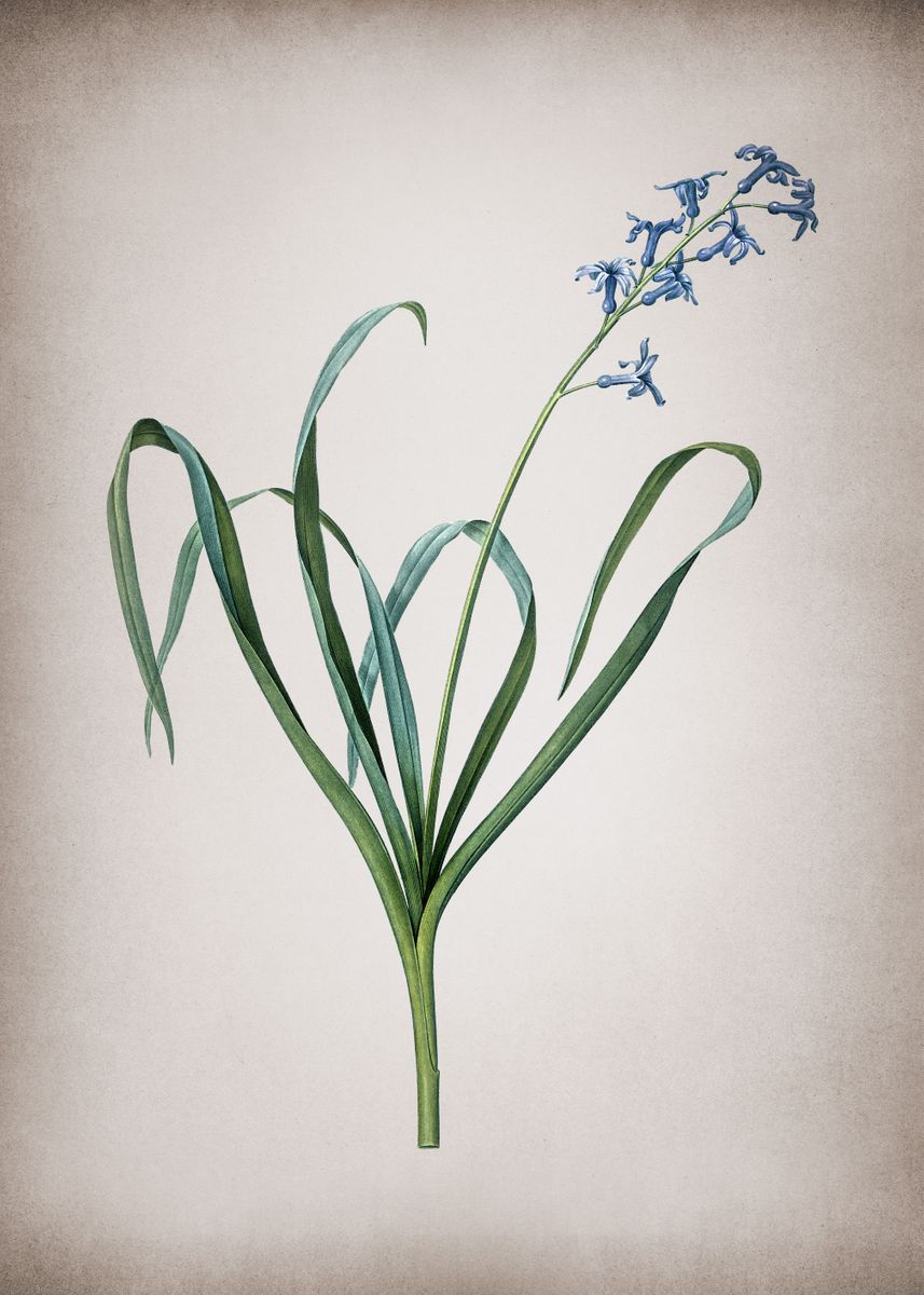 'Vintage Dutch Hyacinth' Poster, picture, metal print, paint by Holy ...