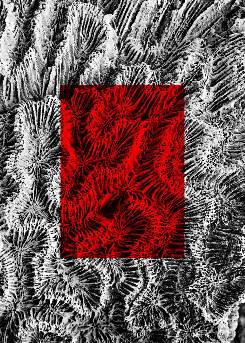 'Red Macros of Nedunteevu' Poster, picture, metal print, paint by ...