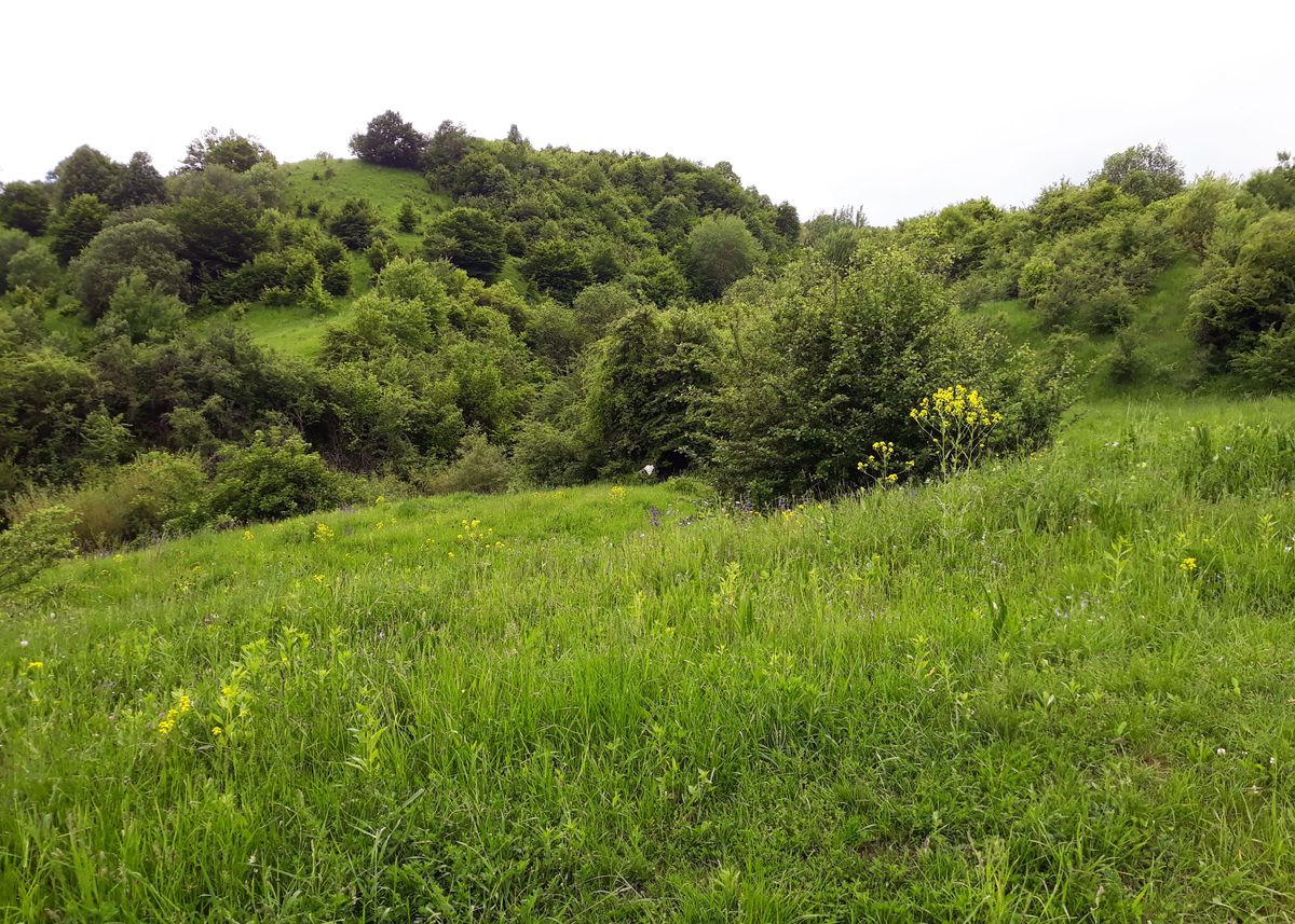 'Green forest' Poster by Edy Art Space | Displate