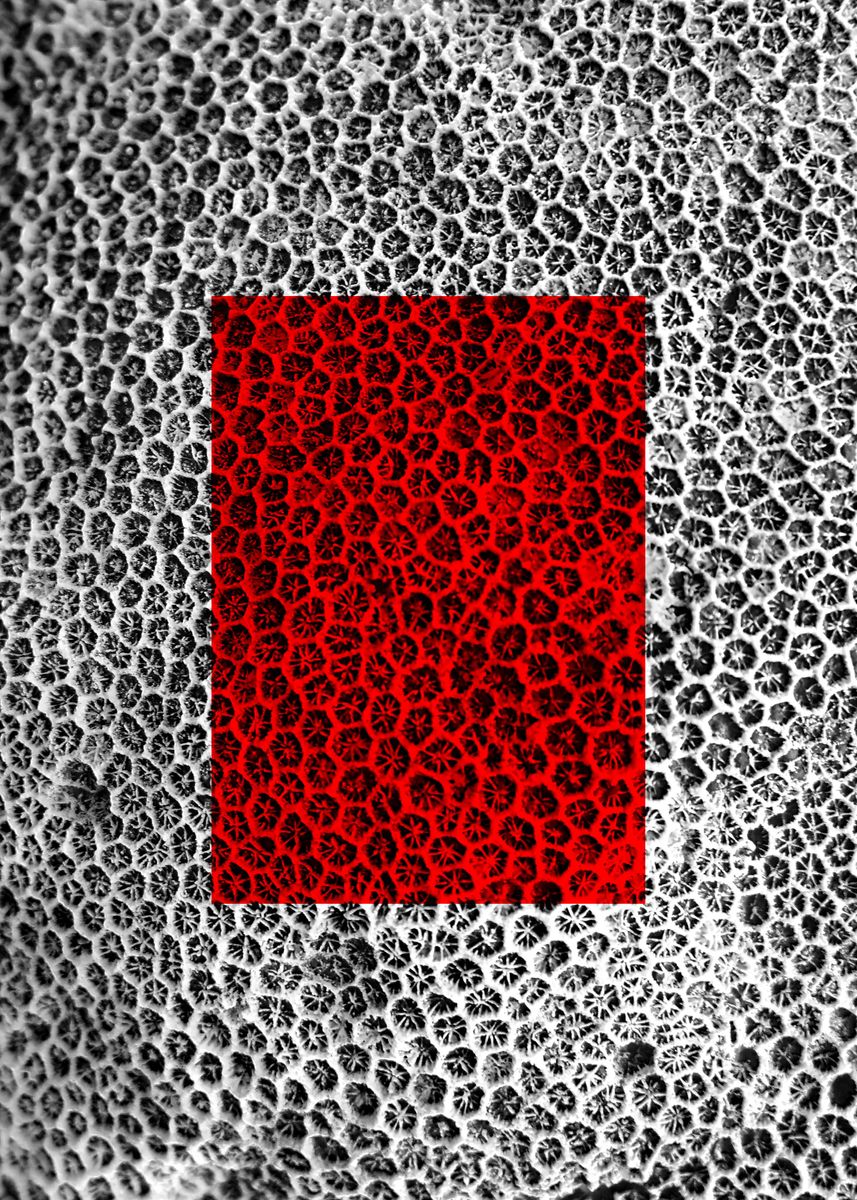 'Red Macros of Nedunteevu' Poster, picture, metal print, paint by ...