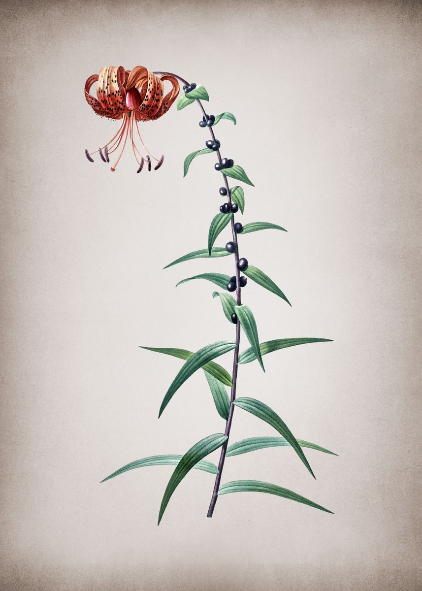 'Tiger Lily ' Poster, picture, metal print, paint by Holy Rock Design ...