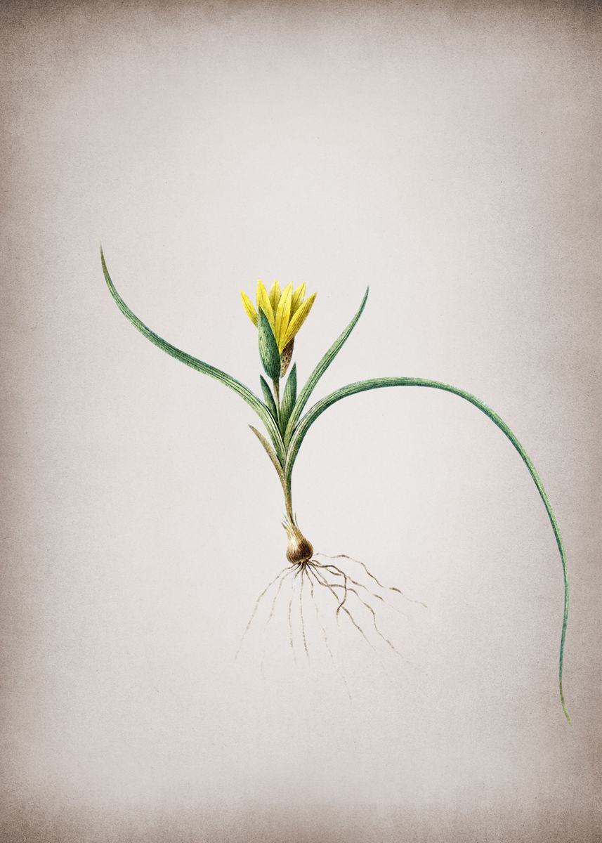 'Vintage Ixia Recurva ' Poster, picture, metal print, paint by Holy ...