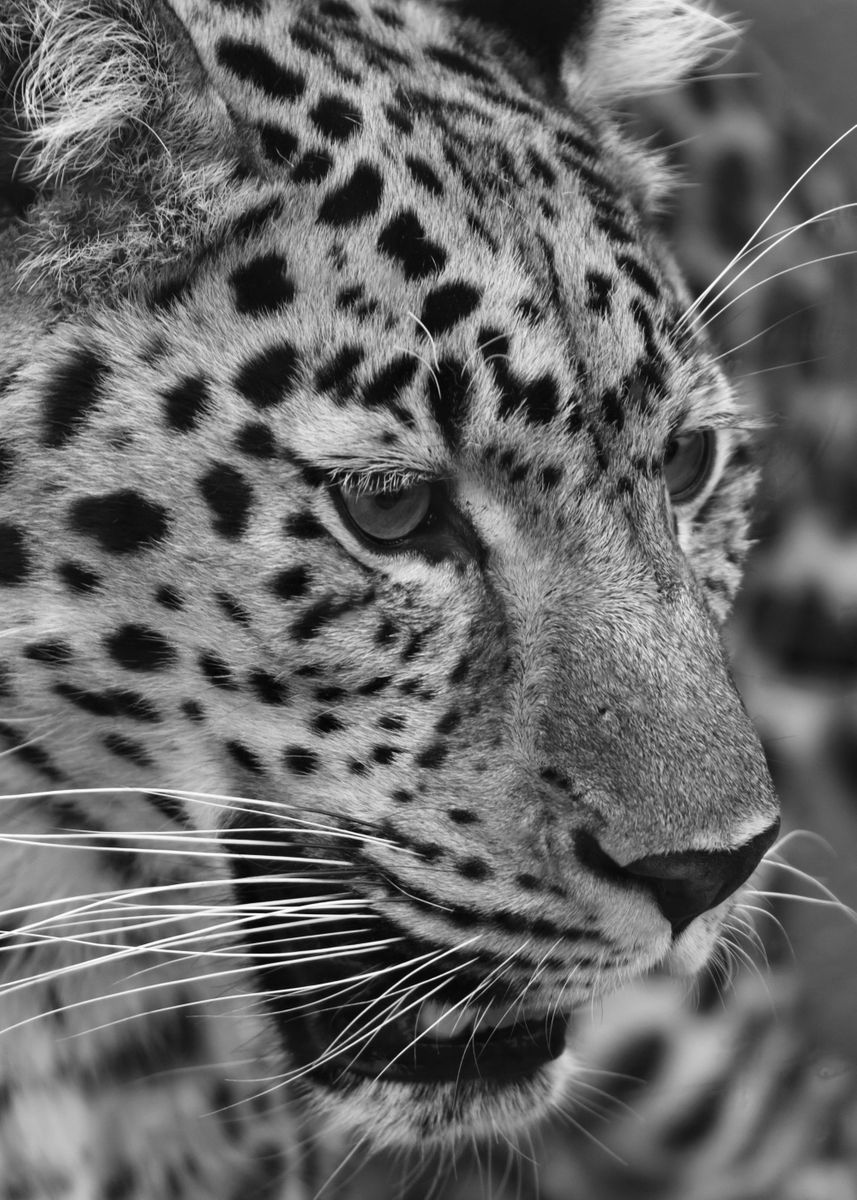 'Leopard Portrait ' Poster by Barbara Fraatz | Displate
