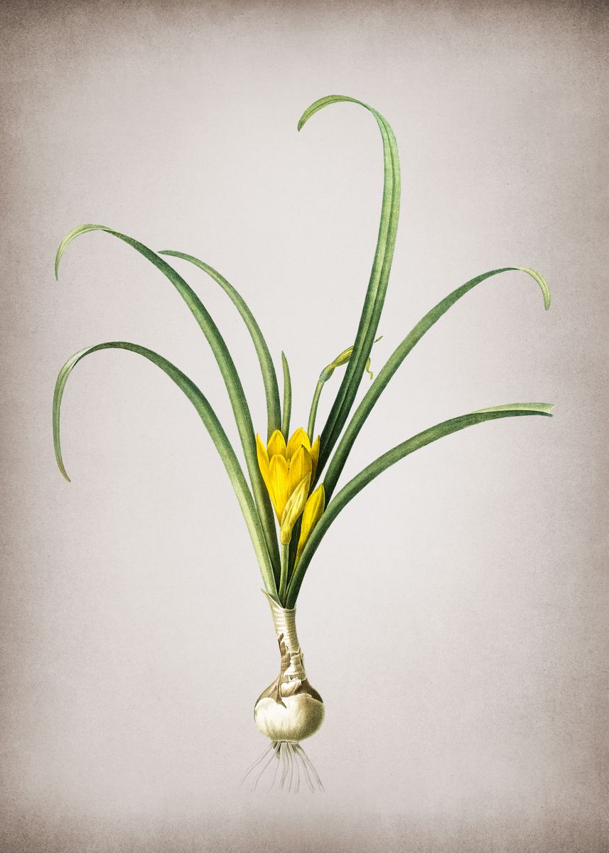 'Yellow Autumn Crocus' Poster by Holy Rock Design | Displate