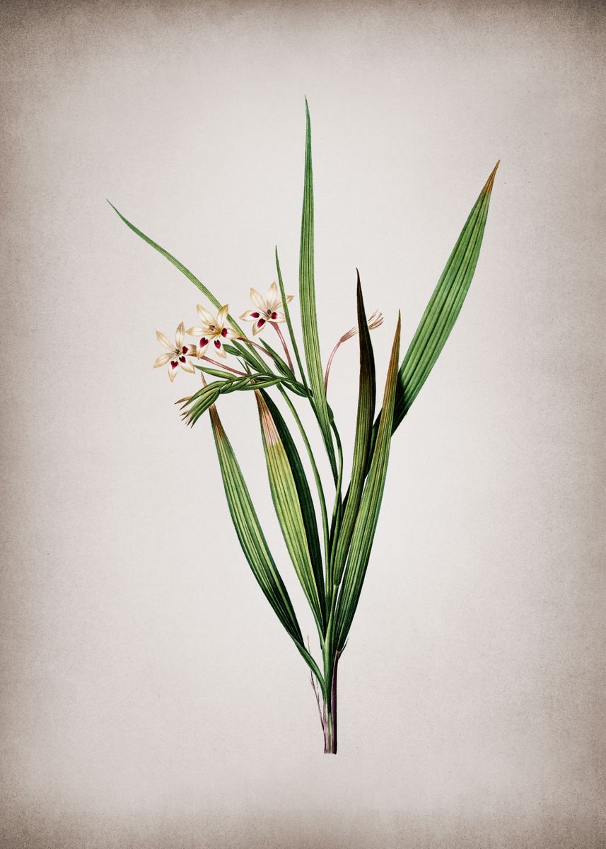 'Vintage White Baboon Root' Poster, picture, metal print, paint by Holy ...