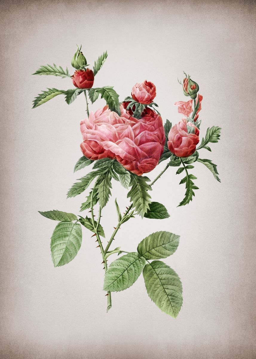 'Vintage Cabbage Rose' Poster, picture, metal print, paint by Holy Rock ...