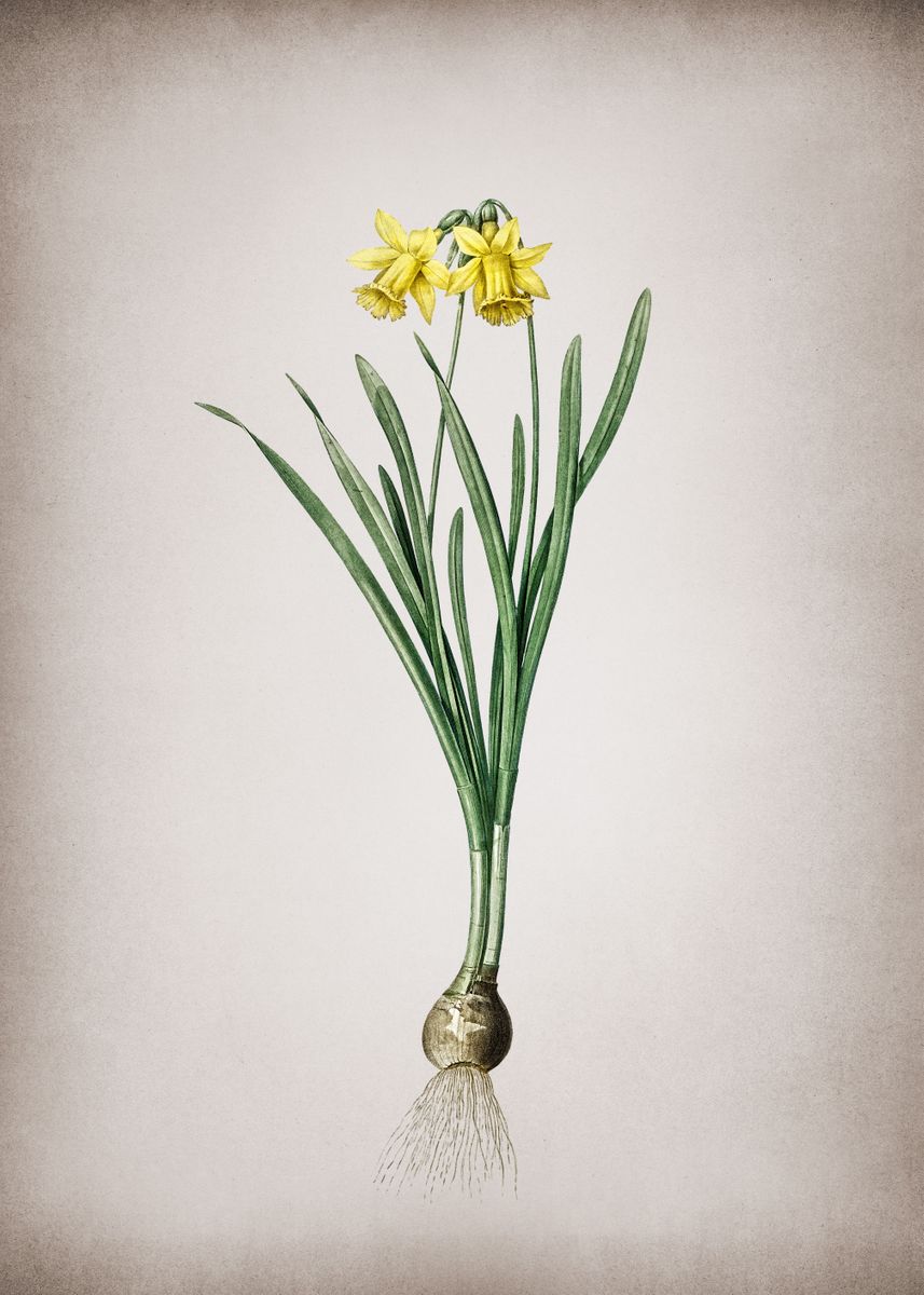 'Lesser Wild Daffodil' Poster by Holy Rock Design | Displate