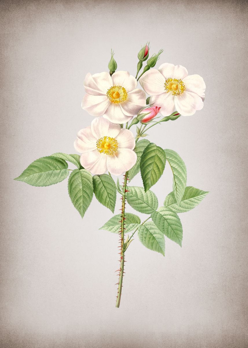 'Vintage Rose of Castile ' Poster, picture, metal print, paint by Holy ...