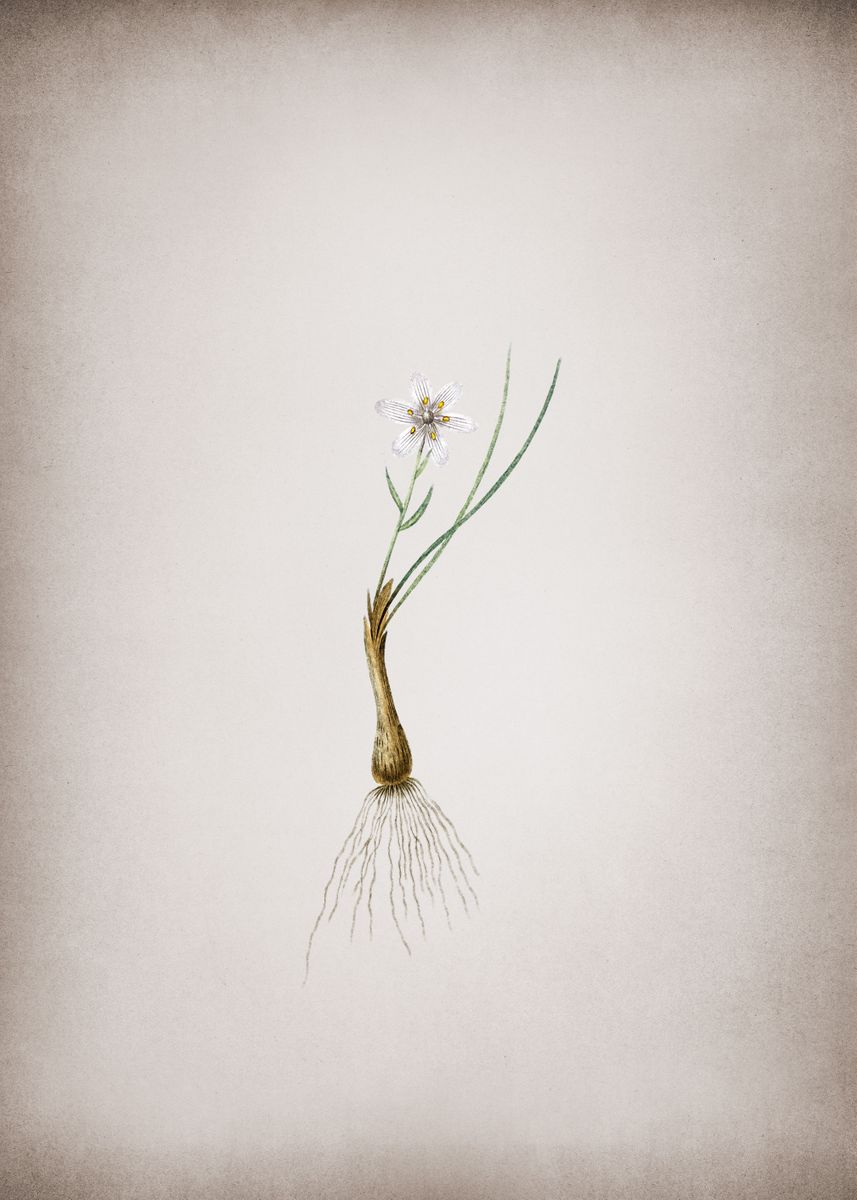 'Vintage Snowdon Lily ' Poster, picture, metal print, paint by Holy ...
