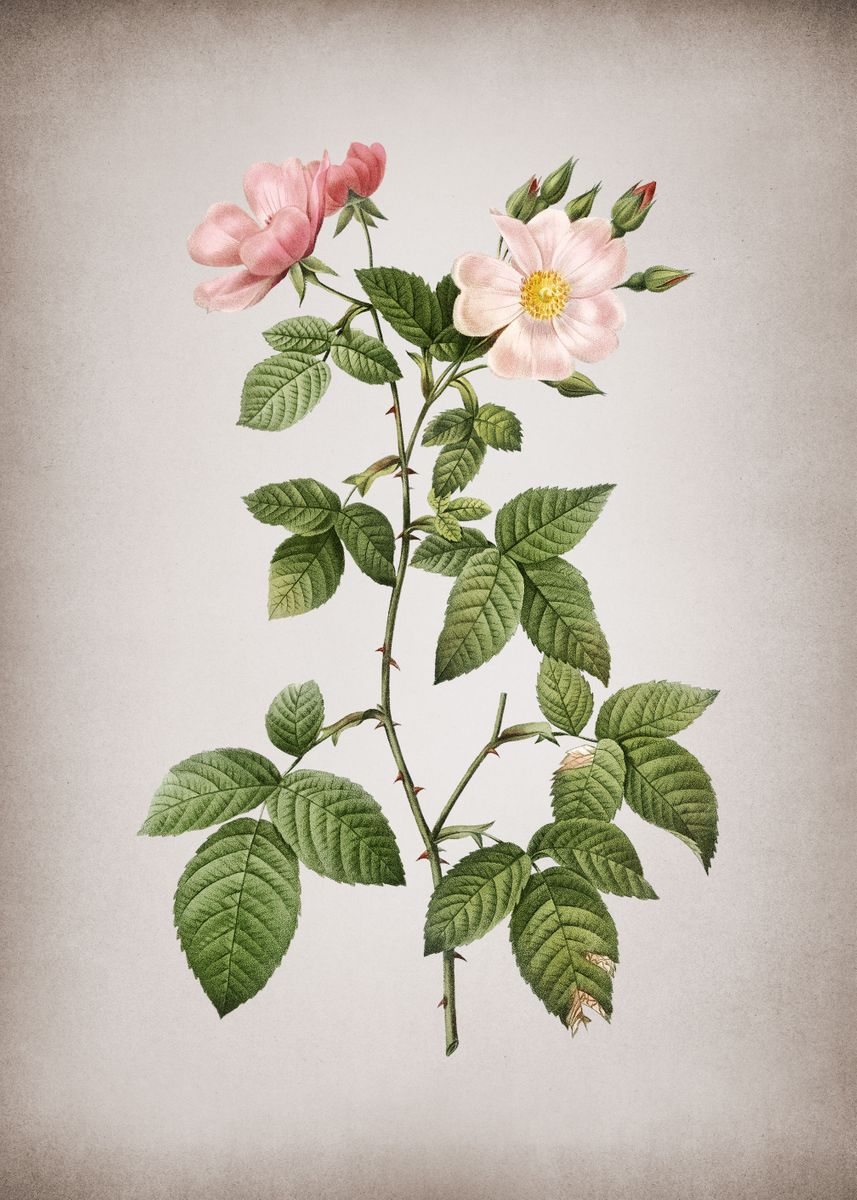 'Red Bramble Leaved Rose' Poster, picture, metal print, paint by Holy ...