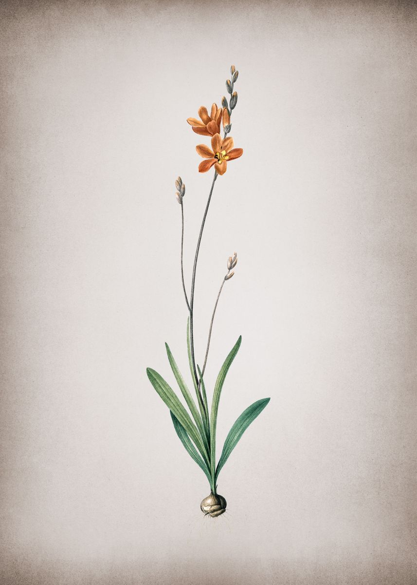 'Mossel Bay Tritonia ' Poster, picture, metal print, paint by Holy Rock ...