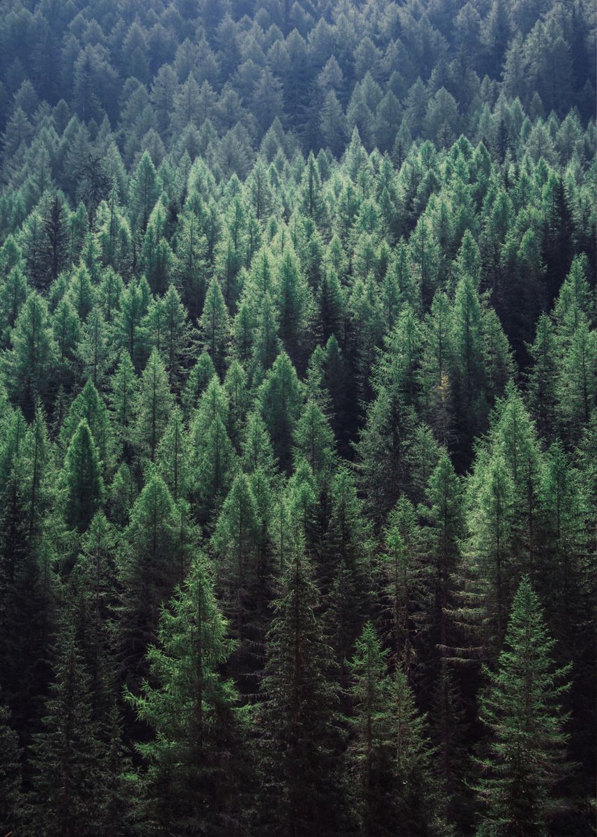 'Deep Forest' Poster, picture, metal print, paint by Emanuela Carratoni ...