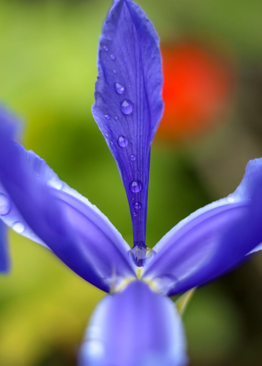 'flower focus' Poster, picture, metal print, paint by eric leroux ...