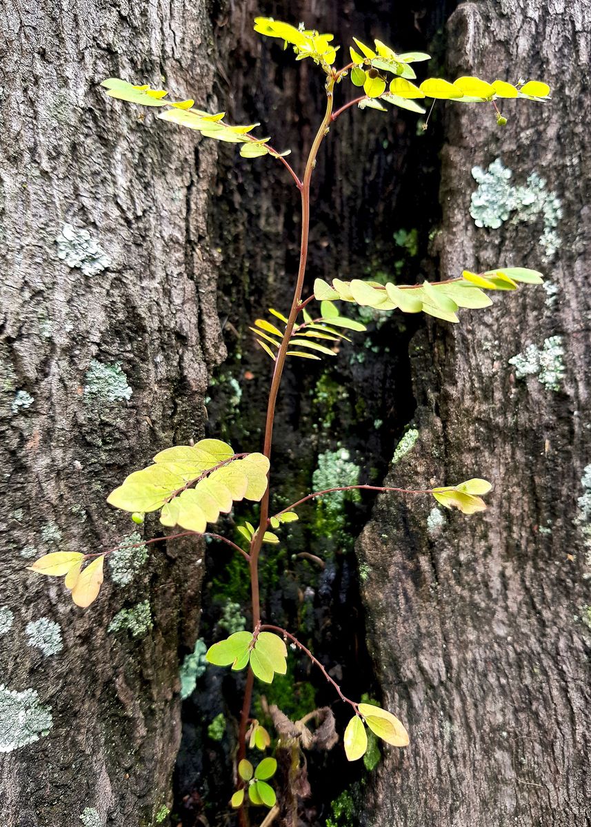 'FENIX' Poster, picture, metal print, paint by Daniel Pastor | Displate