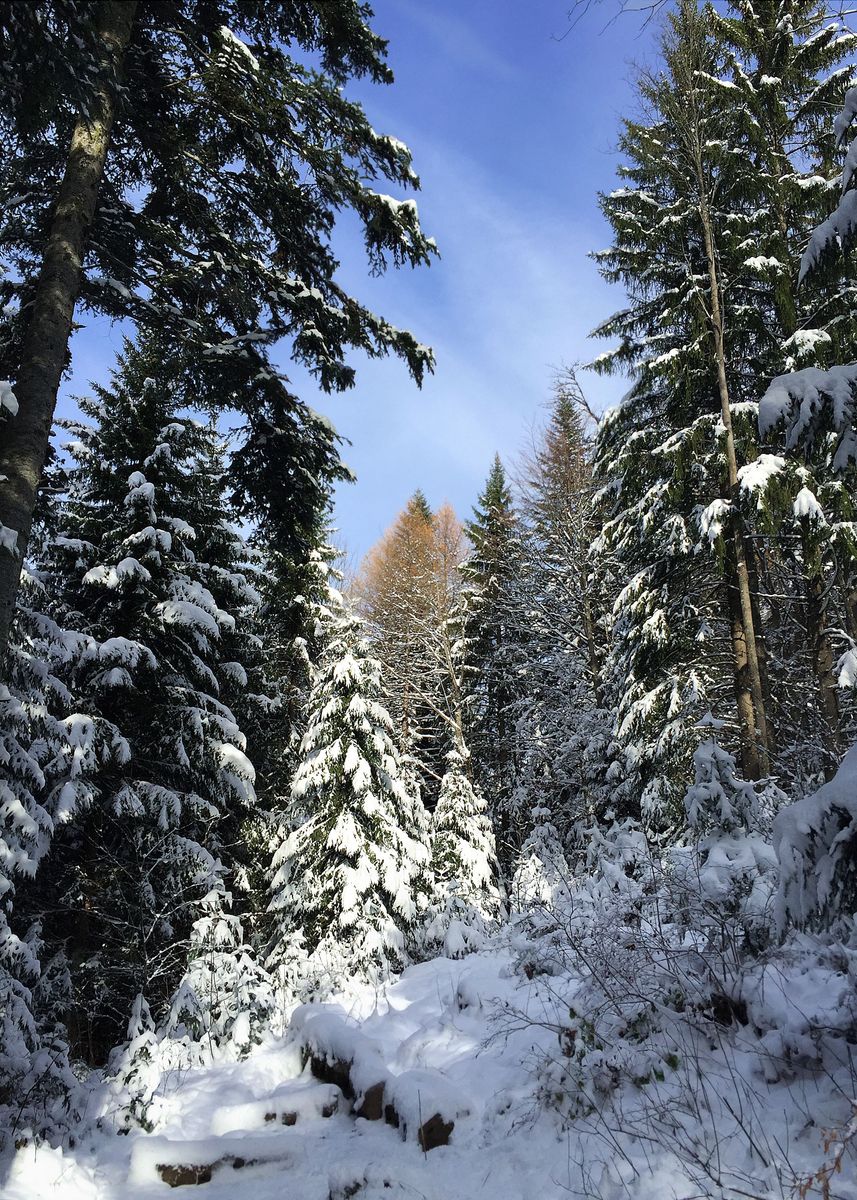 'Winter Magical Forest 2' Poster, picture, metal print, paint by ...