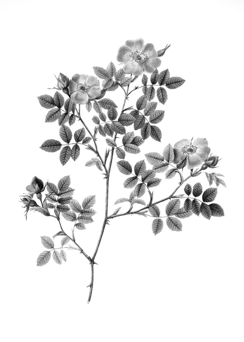 'Vintage Floral Engraving' Poster by Holy Rock Design | Displate