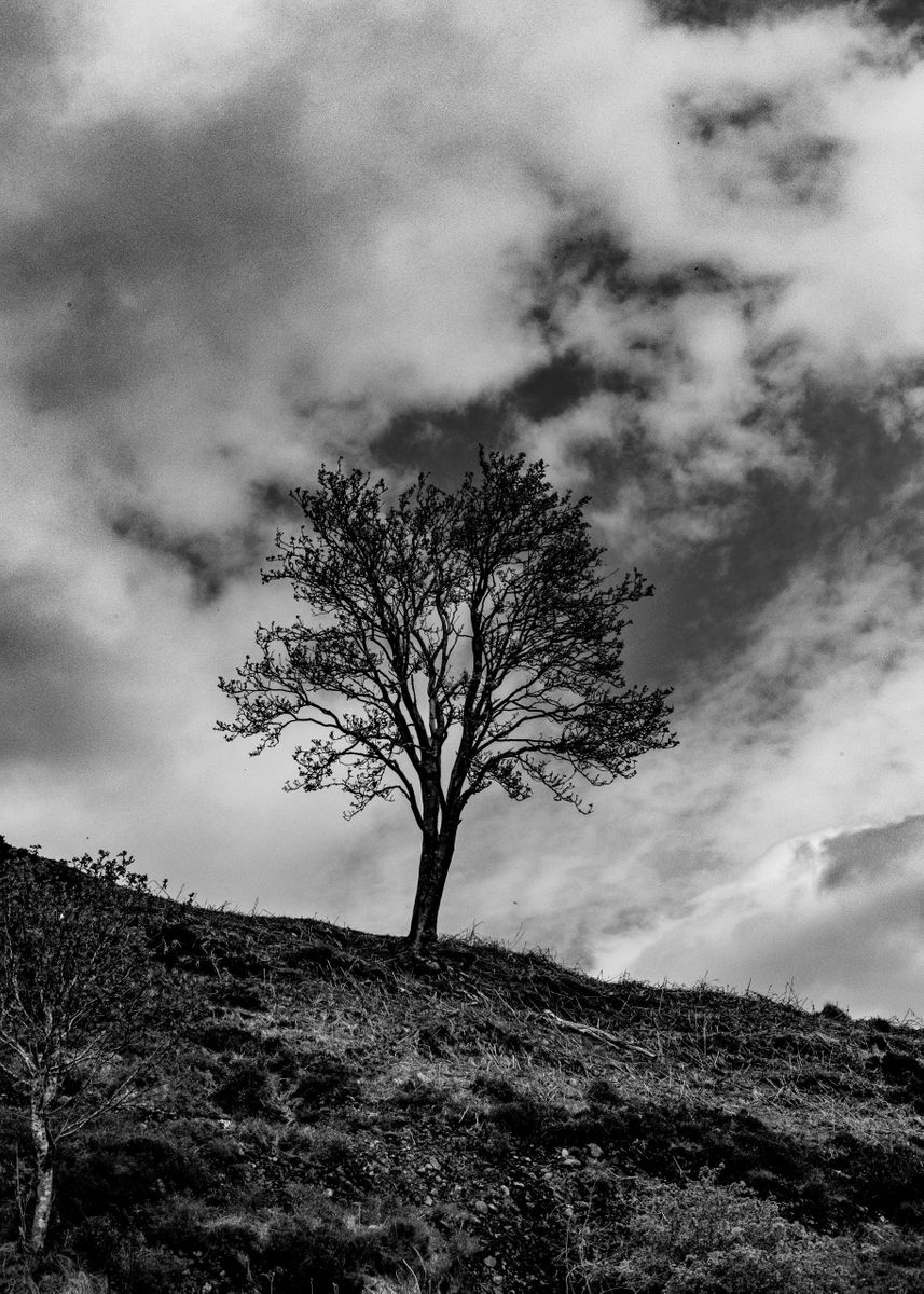 'Mono Tree' Poster by Stoobie | Displate