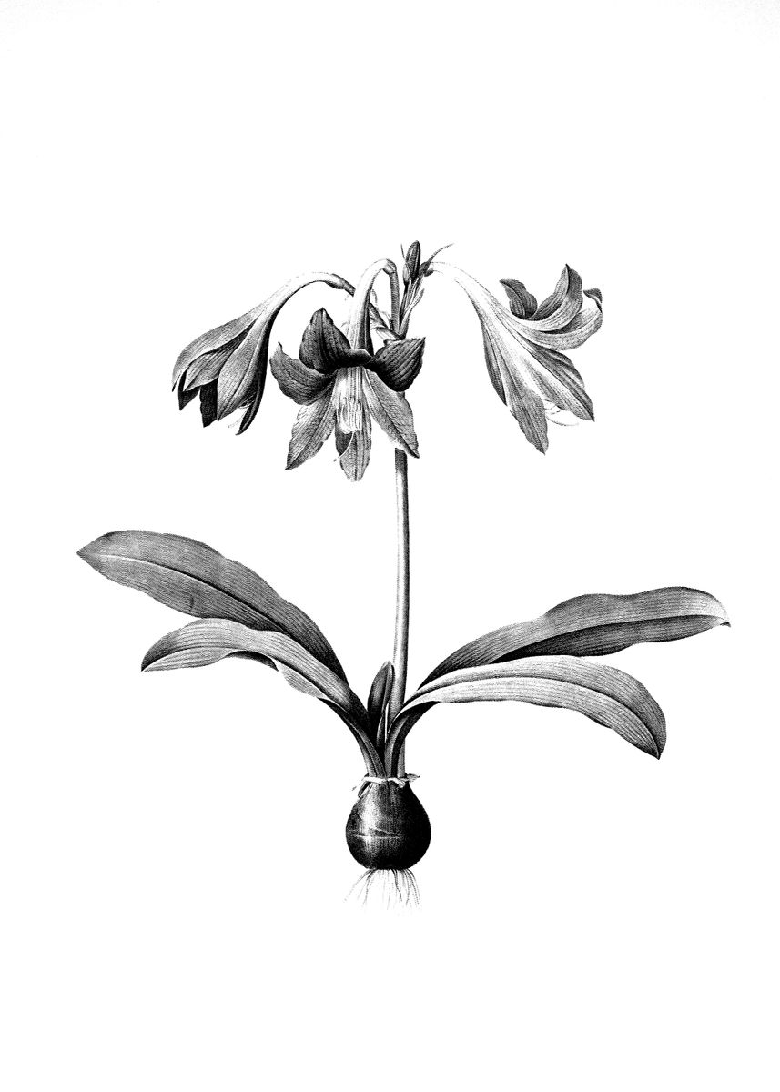 'Vintage Floral Engraving' Poster by Holy Rock Design | Displate