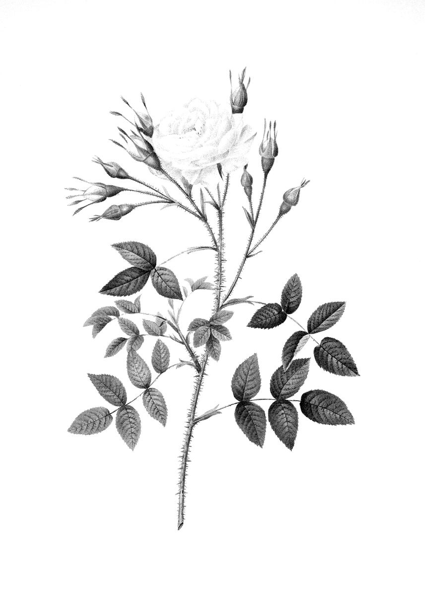 'Vintage Floral Engraving' Poster by Holy Rock Design | Displate